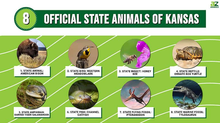Discover the 8 Official State Animals of Kansas - A-Z Animals