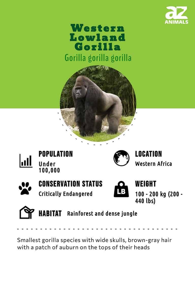 Western Lowland Gorilla Animal Facts - Gorilla gorilla gorilla - A-Z Animals