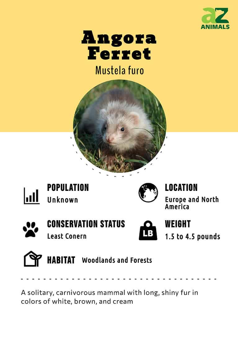 Angora Ferret Animal Facts - Mustela furo - A-Z Animals