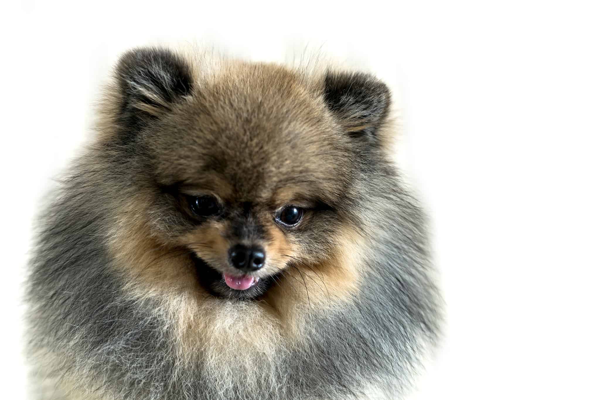 Pomeranian Colors: Rarest to Most Common - A-Z Animals