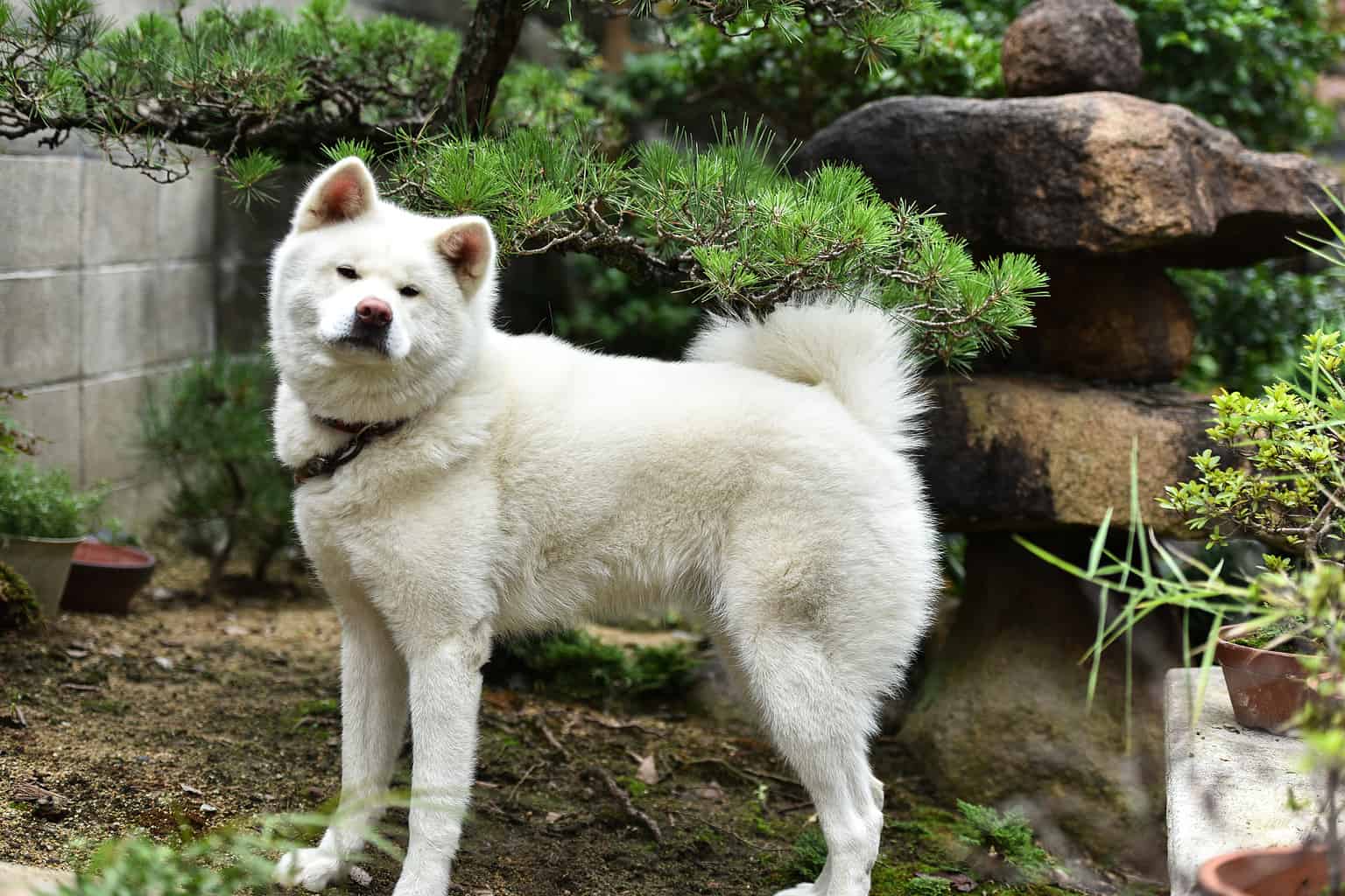 American Akita vs Japanese Akita: 5 Key Differences - A-Z Animals