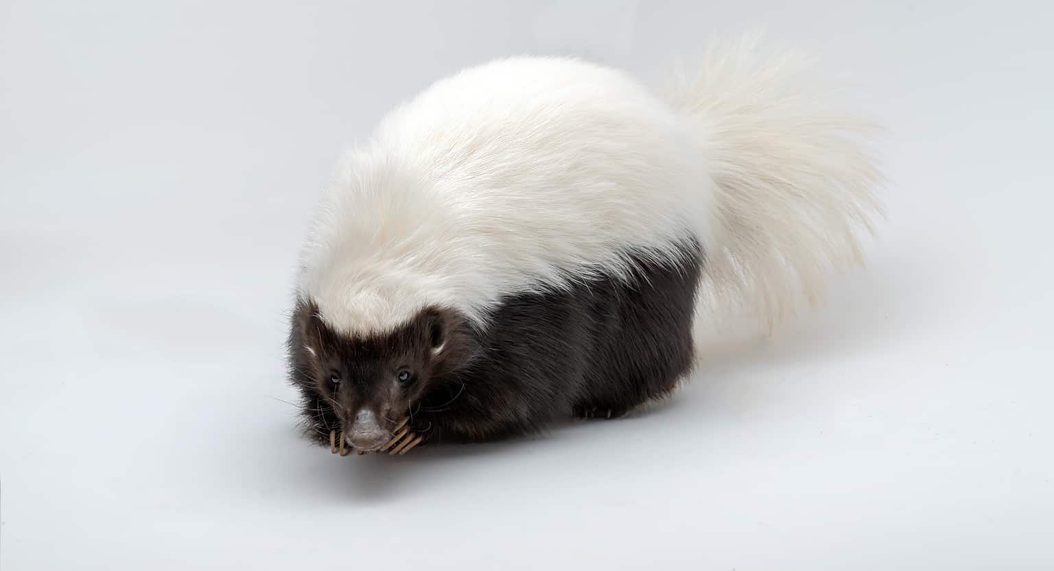 10 Key Facts About Skunks - A-Z Animals