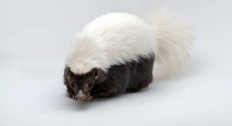 10 Key Facts About Skunks - A-Z Animals