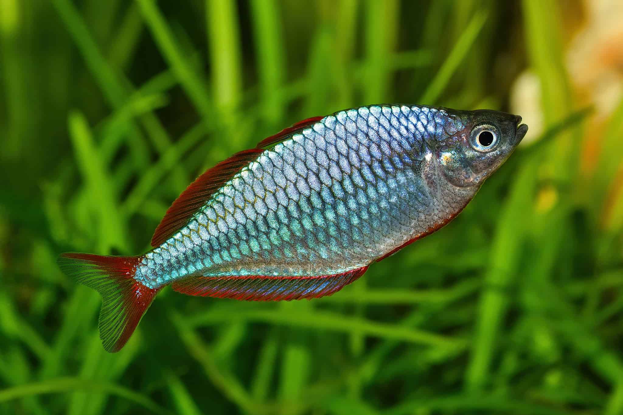 Explore 10+ Fish That Start With N (Common Names) - A-Z Animals
