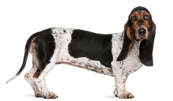 Meet the 15 Cutest Basset Hounds in the World - A-Z Animals