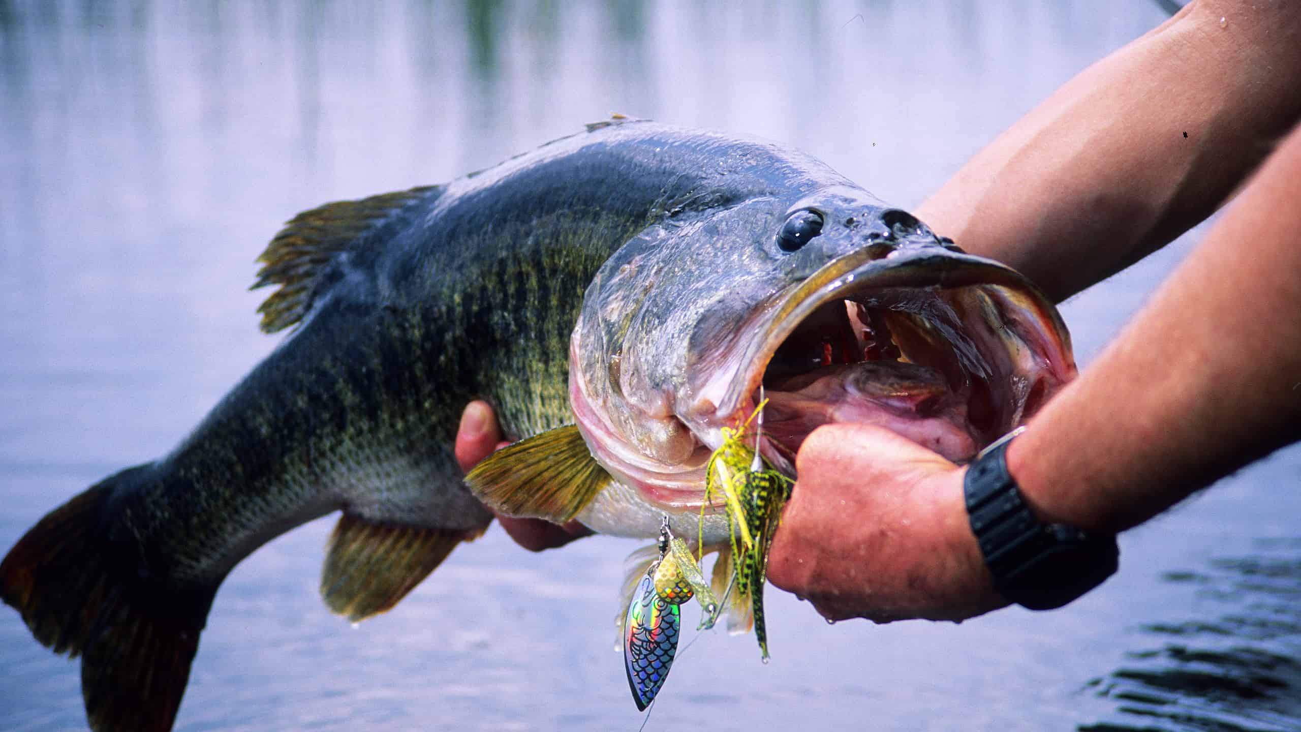 Largemouth Bass Fish Facts - Micropterus salmoides - A-Z Animals