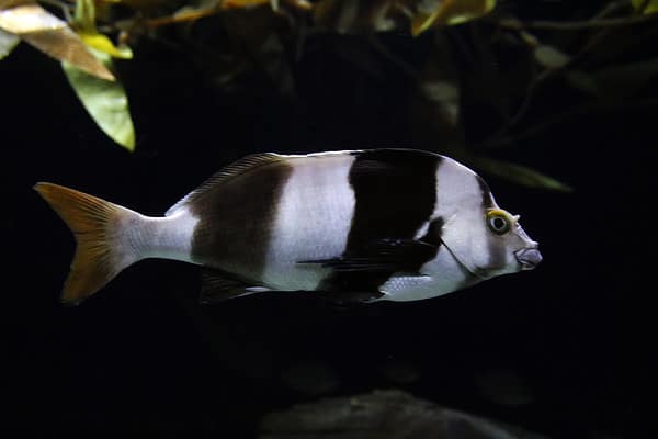 Meet the Magpie Perch and 9 Other Fascinating Black and White Fish - A ...