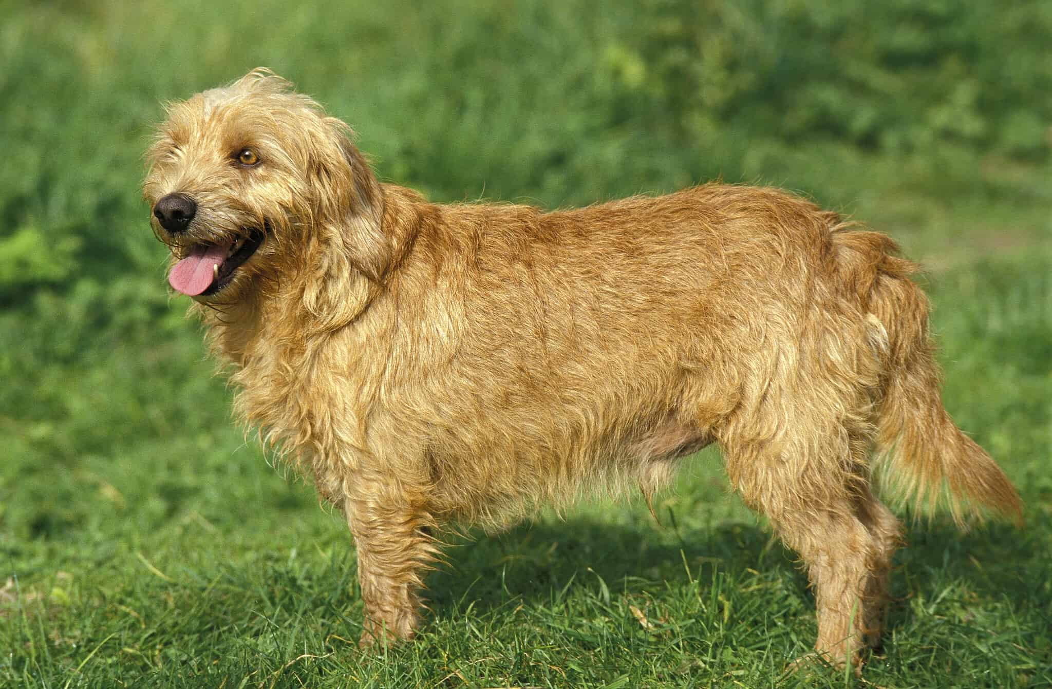 Meet the 15 Cutest Basset Hounds in the World - A-Z Animals