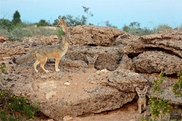 Foxes in Texas: Types and Where They Live - A-Z Animals