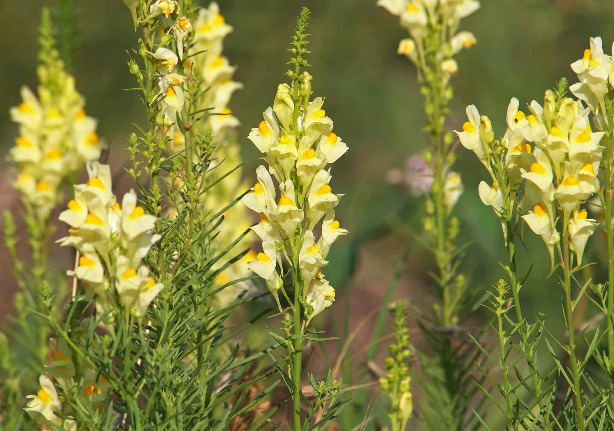 16 Beautiful Flowers That Start With L - A-Z Animals