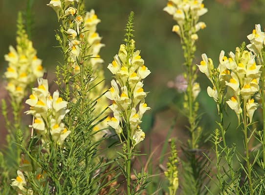 16 Beautiful Flowers That Start With L - A-Z Animals