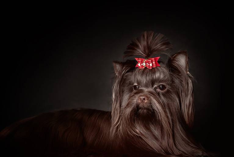 Yorkie Colors: Rarest to Most Common - A-Z Animals