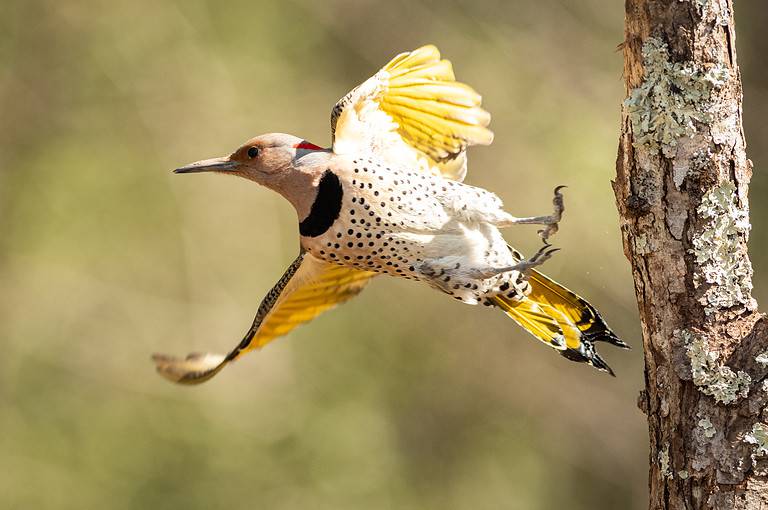 Northern Flicker: Identification, Facts & Guide Animal Facts - Colaptes ...