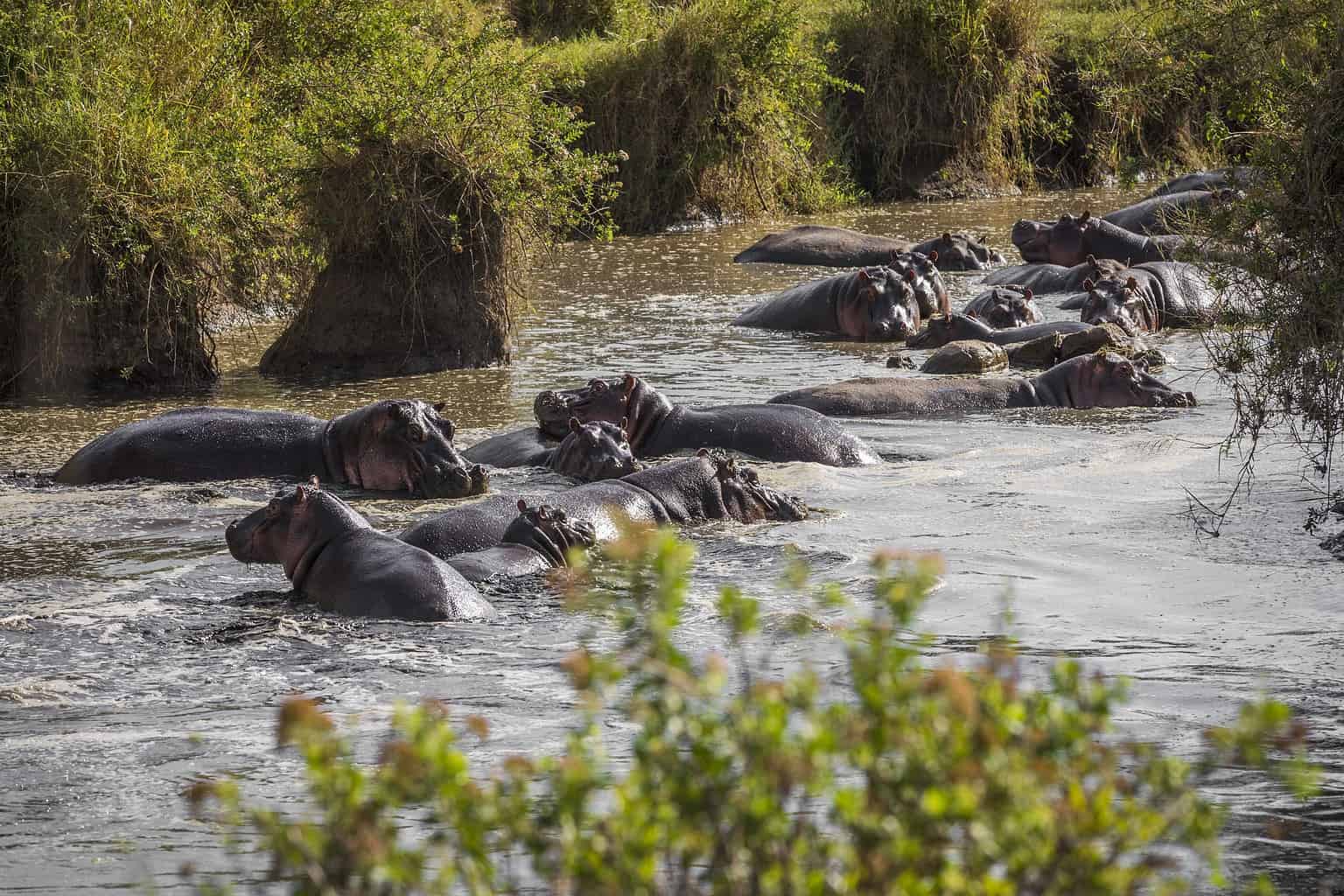What Is a Group of Hippos Called? - A-Z Animals