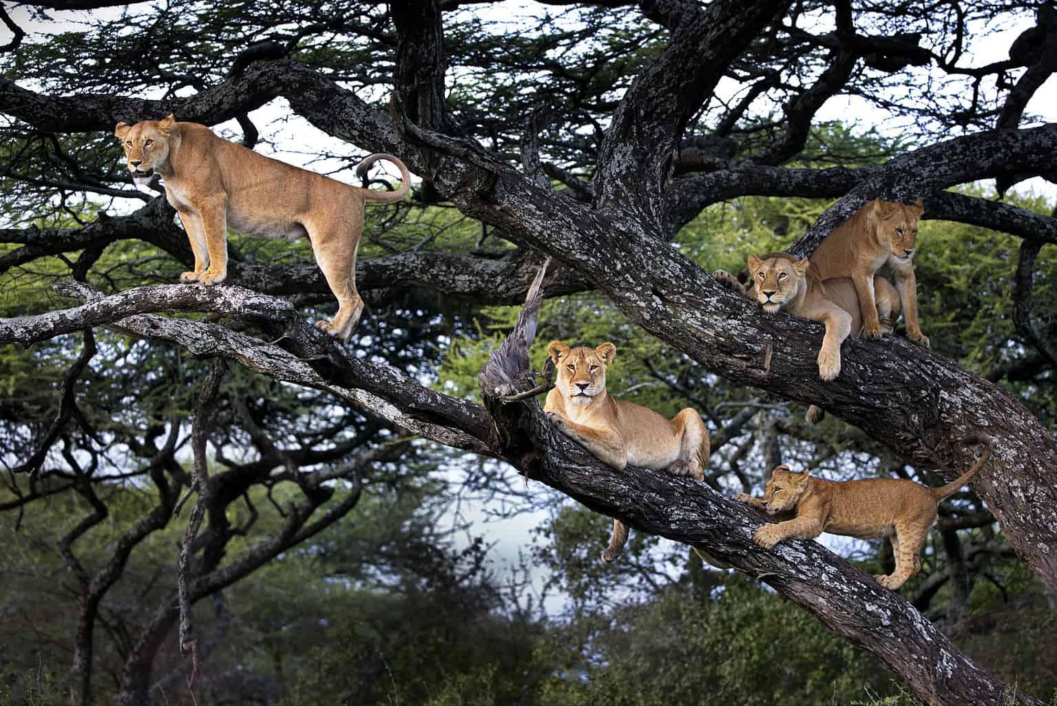 Can Lions Climb Trees? - A-Z Animals