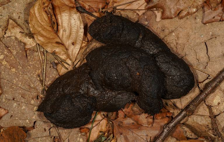 12 Reasons You Should Never Leave Dog Poop In Your Yard - A-Z Animals