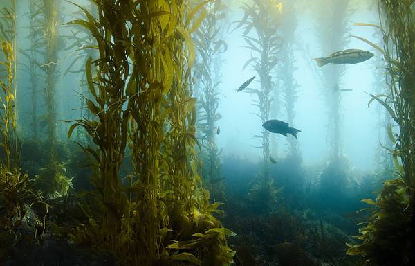 The 5 Most Common Plants That Grow on the Ocean Floor - A-Z Animals