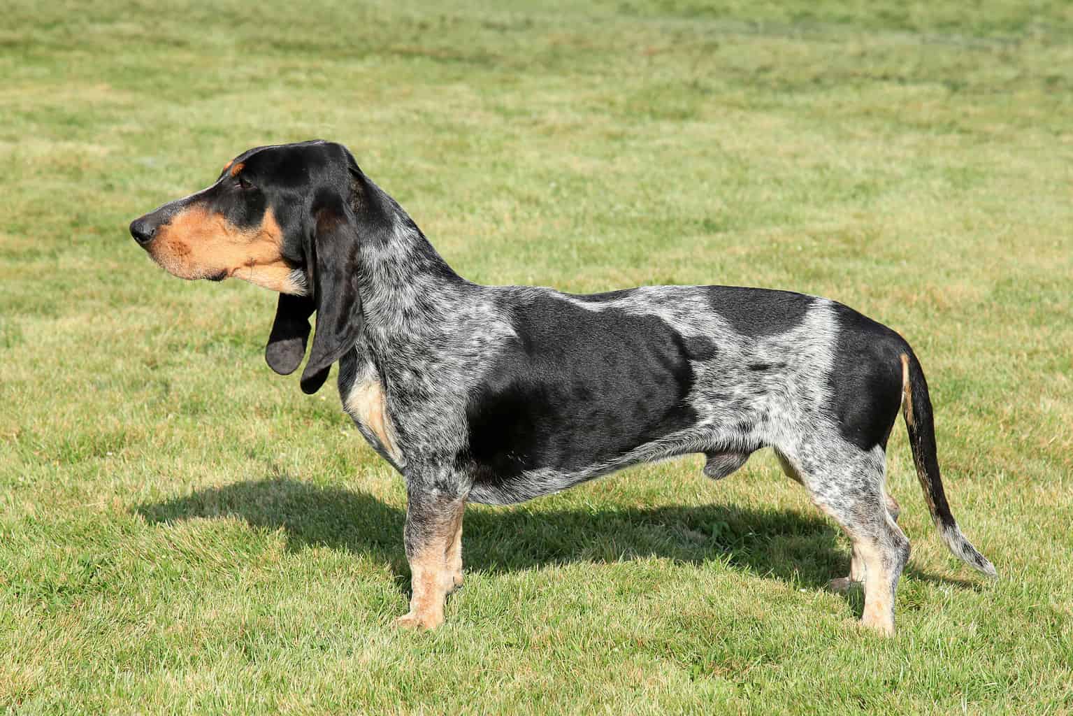 Gặp gỡ 15 chú chó Basset dễ thương nhất thế giới ⋆ Cá cảnh mini
