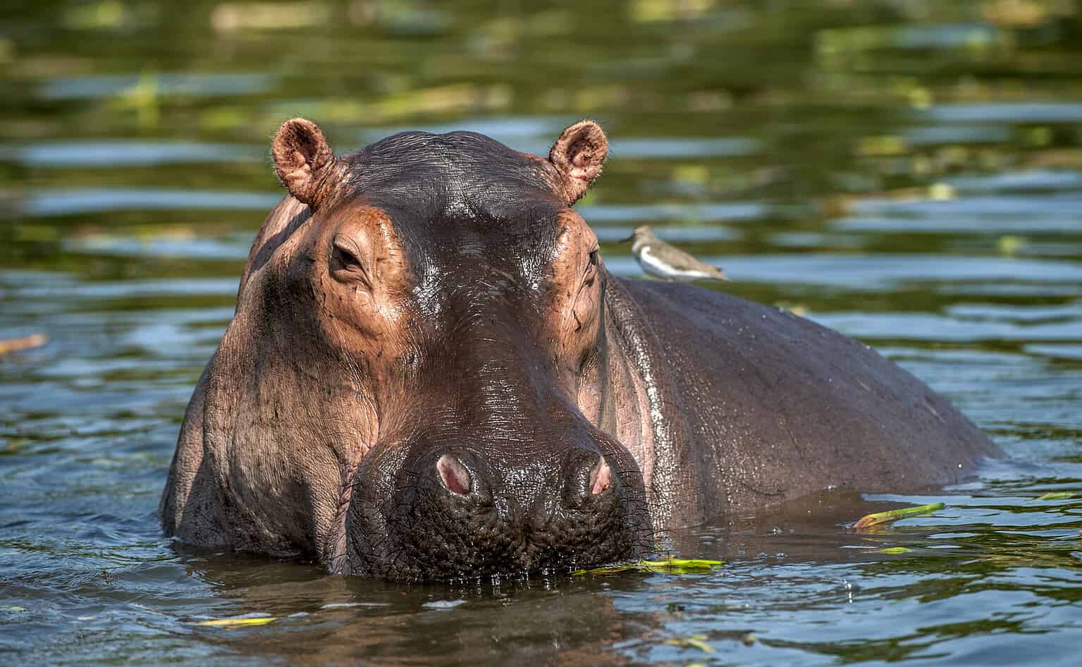 Discover Why Hippos Spray Their Poop Like a Fast Sprinkler - A-Z Animals