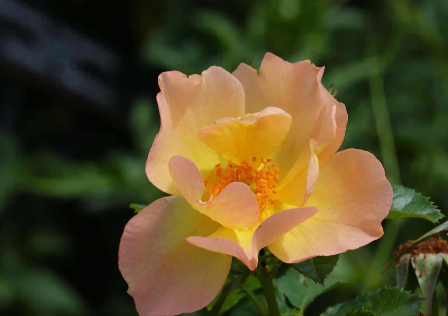 6 Low-Maintenance Roses to Plant in Iowa - A-Z Animals