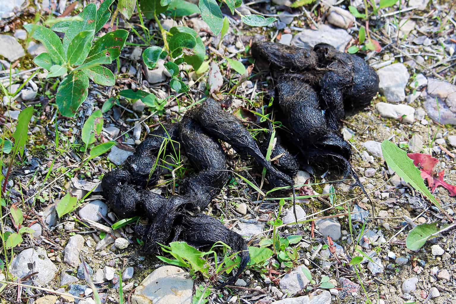 Coyote Poop vs. Dog Poop: How to Tell the Difference - A-Z Animals