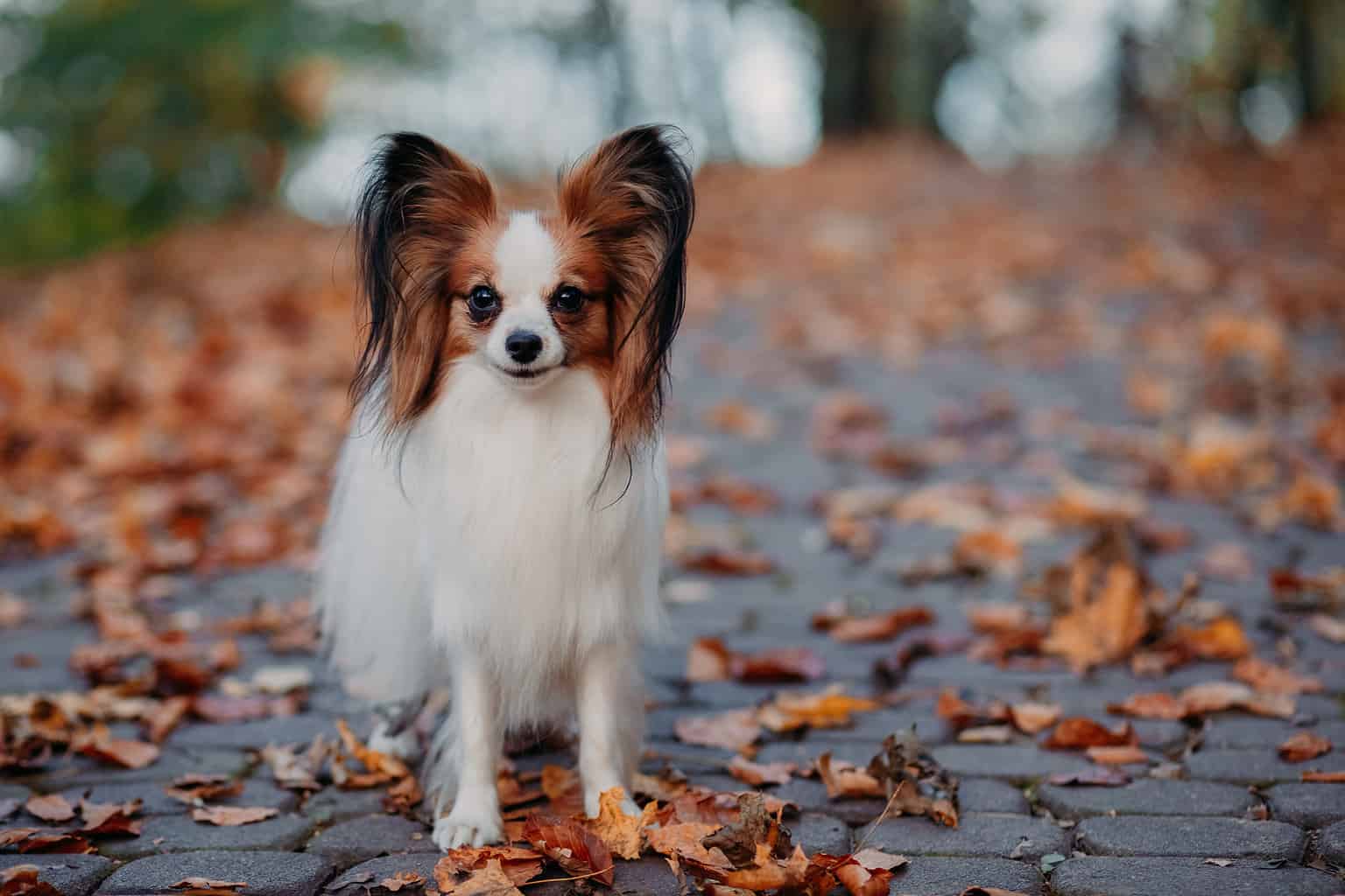 The 10 Best Small Dog Breeds for Families with Kids - A-Z Animals