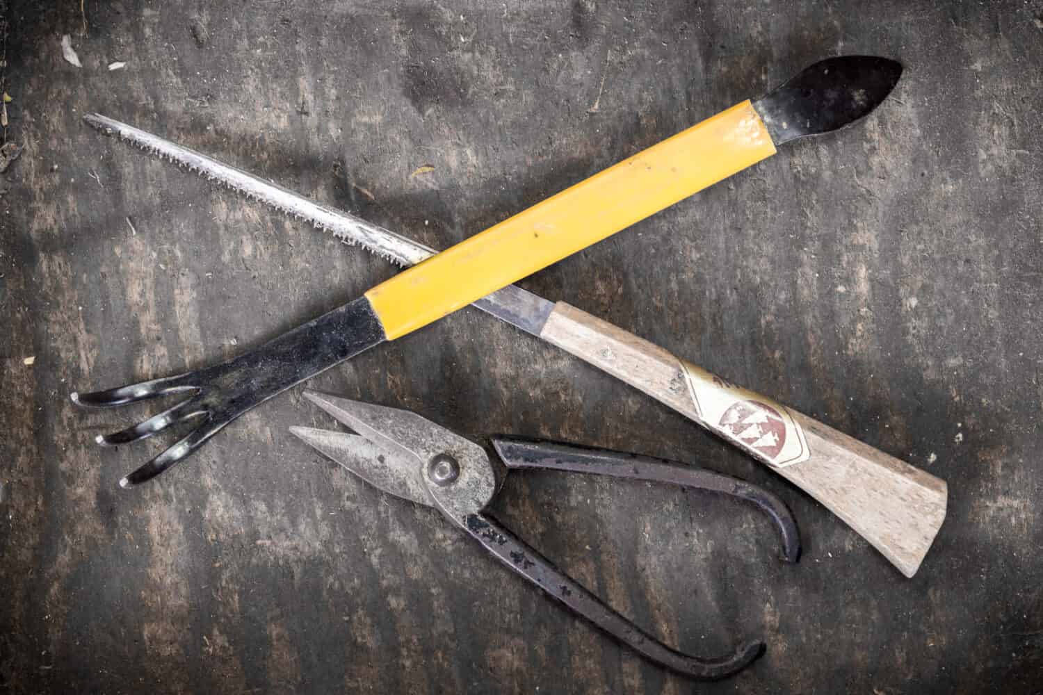 The 5 Best Tools for Bonsai Trimming - A-Z Animals