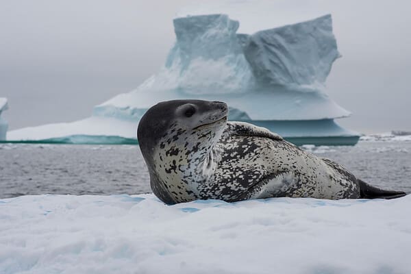 Leopard seals: How big can these creatures get? - A-Z Animals