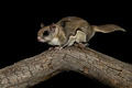 Discover the 3 Most Common Places Squirrels Go at Night - A-Z Animals