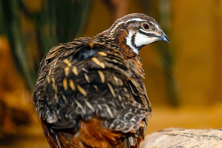 10 Essential Facts About Quails - A-Z Animals
