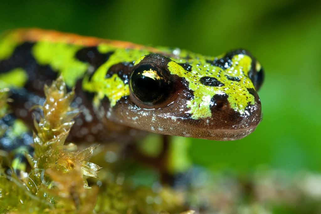 Meet the 14 Cutest Amphibians in the World - A-Z Animals