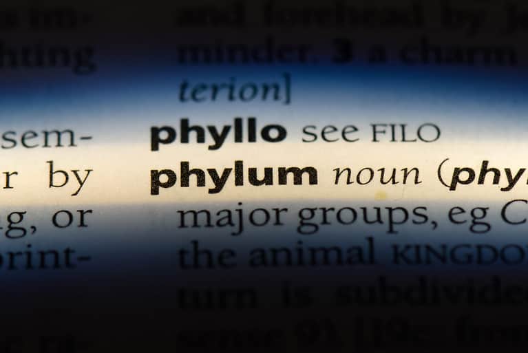 Phylum - A-Z Animals