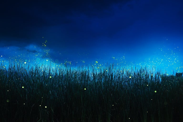 Fireflies in California: Types and When You Can Expect to See Them - A ...