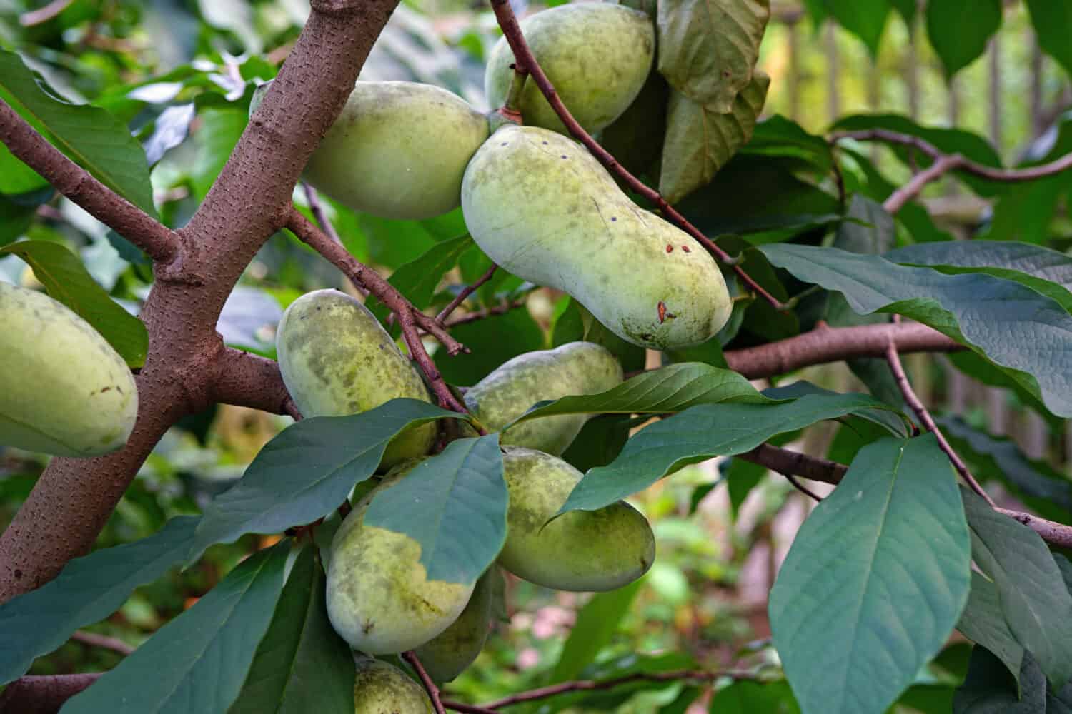 The 11 Best Fruit Trees That Grow in Michigan - A-Z Animals