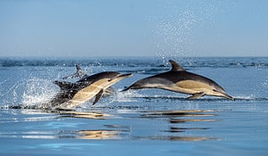 Discover How Fast Dolphins Can Swim: Top Speeds and Interesting Facts ...