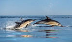 Discover How Fast Dolphins Can Swim: Top Speeds and Interesting Facts ...