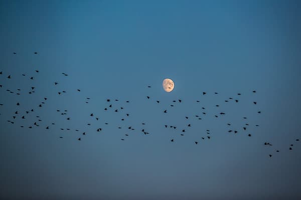 How Light Pollution Harms Migrating Birds - A-Z Animals