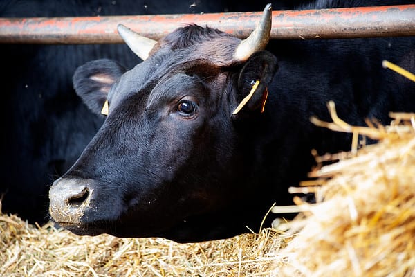 Discover the Top 16 Most Expensive Types of Cows in the World - Beef Web