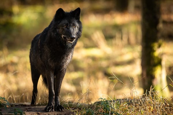 The Absolute Best List of Wolf Names - A-Z Animals
