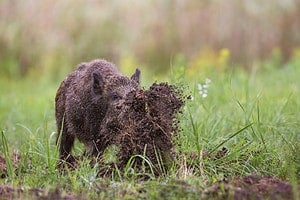 The 10 Most Destructive Invasive Animals in North America - A-Z Animals