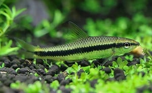 Discover 16 Amazing Fish That Look Like Sharks - A-Z Animals