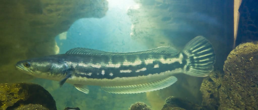 7 Types of Snakehead Fish - A-Z Animals