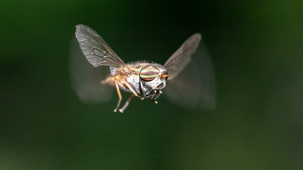 Discover 9 Bugs and Flies That Look Like Bees - A-Z Animals