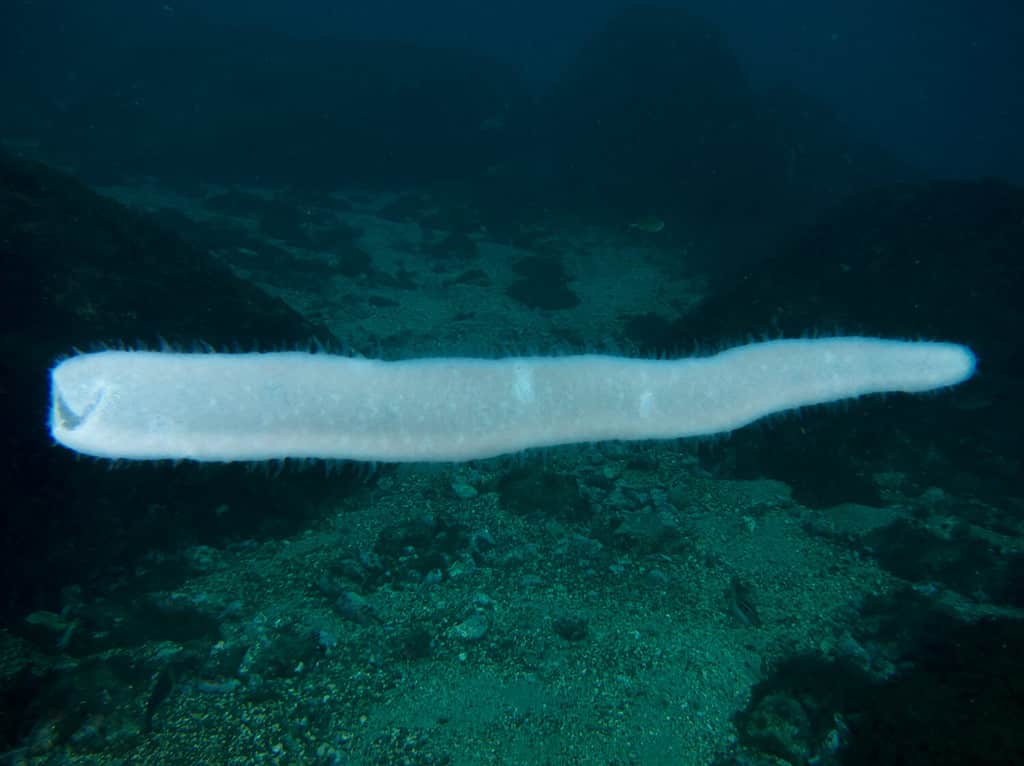 Pyrosome Animal Facts - A-Z Animals