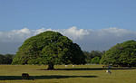 8 Beautiful Trees Native to Costa Rica - A-Z Animals