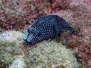 Meet the Magpie Perch and 9 Other Fascinating Black and White Fish - A ...