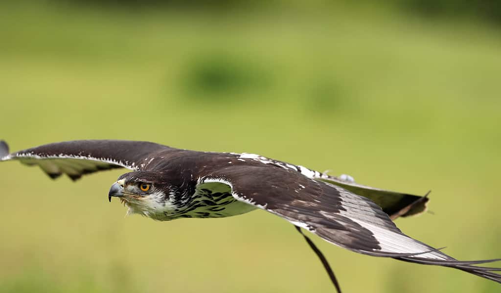 Every Type of Eagle and Why Each Is So Incredible - A-Z Animals