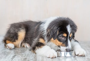 Australian Shepherd Progression: Growth Chart, Milestones, and Training ...