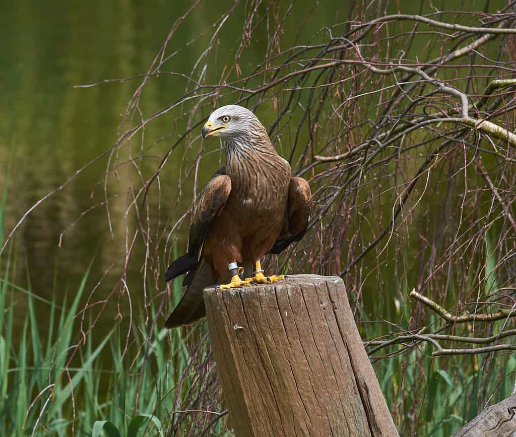Every Type of Eagle and Why Each Is So Incredible - A-Z Animals