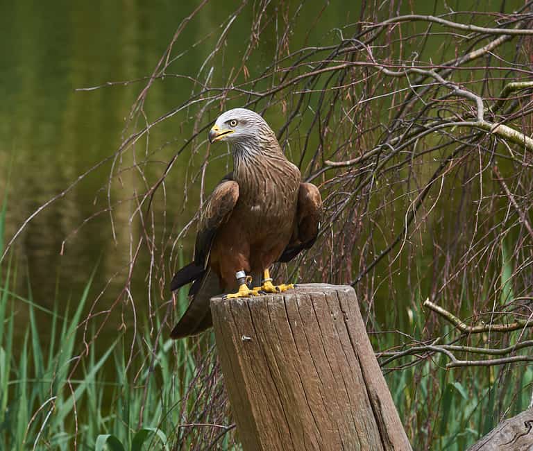 Every Type of Eagle and Why Each Is So Incredible - A-Z Animals
